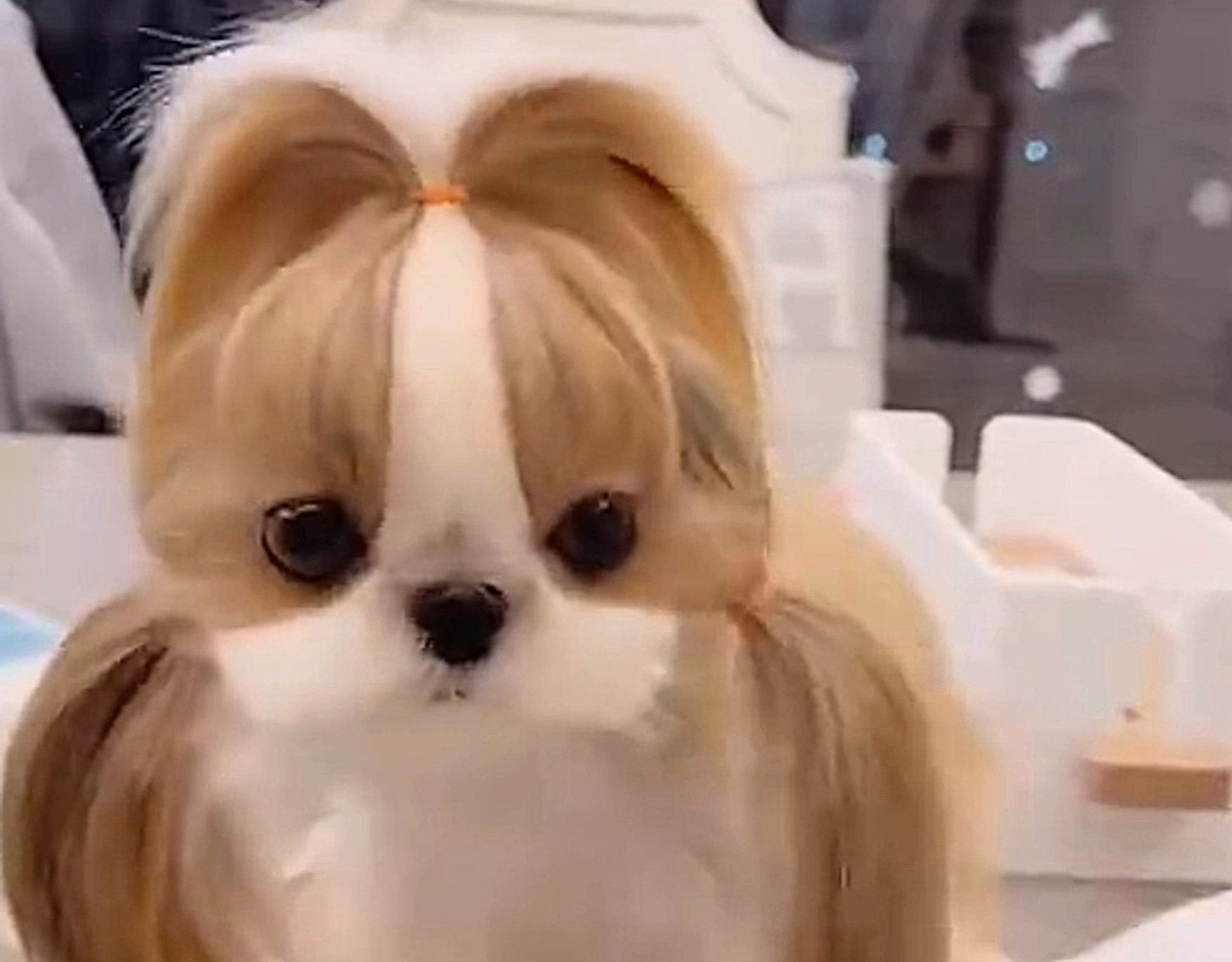 Pet pooch’s ears fall off after owner ties its hair up in ponytail ...