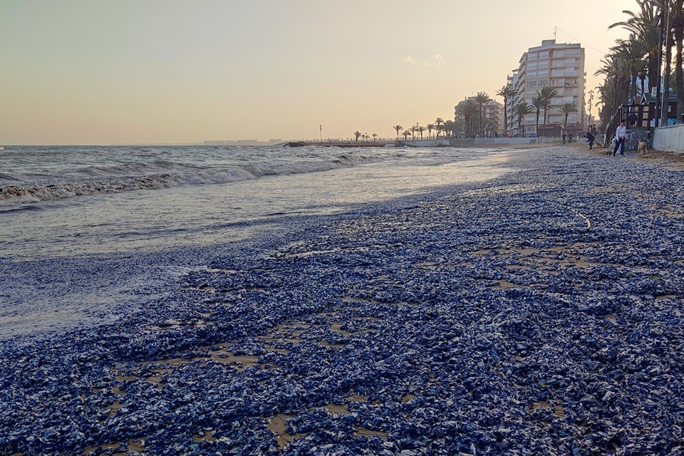 Strange phenomenon spotted on beach as sand covered in bright blue ...