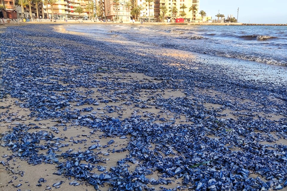 Strange phenomenon spotted on beach as sand covered in bright blue ...