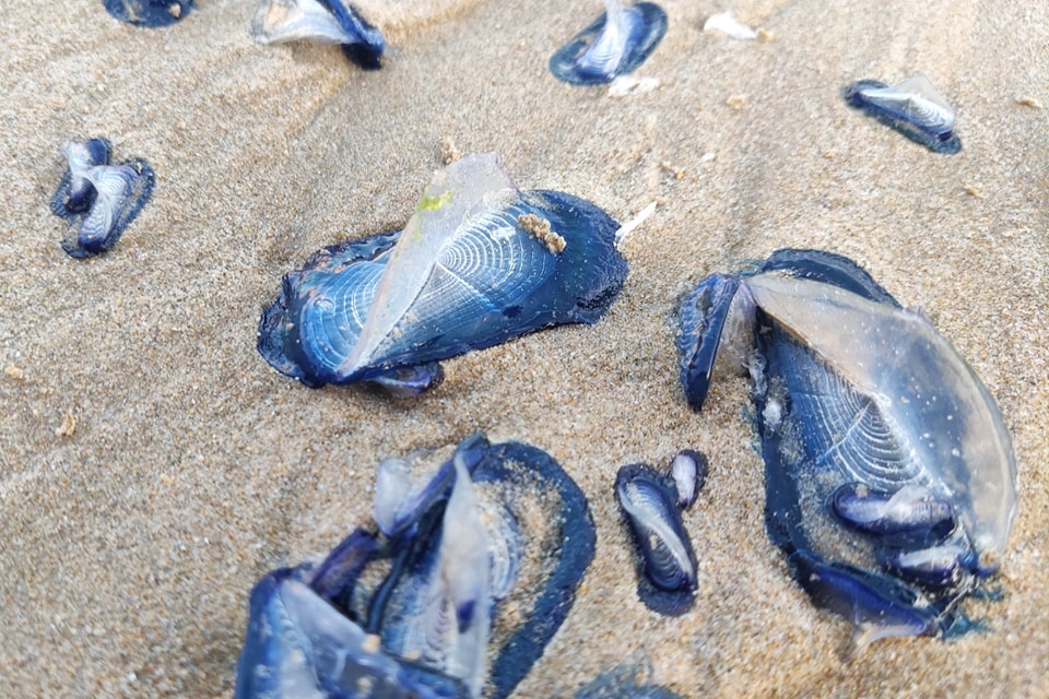 Strange phenomenon spotted on beach as sand covered in bright blue ...