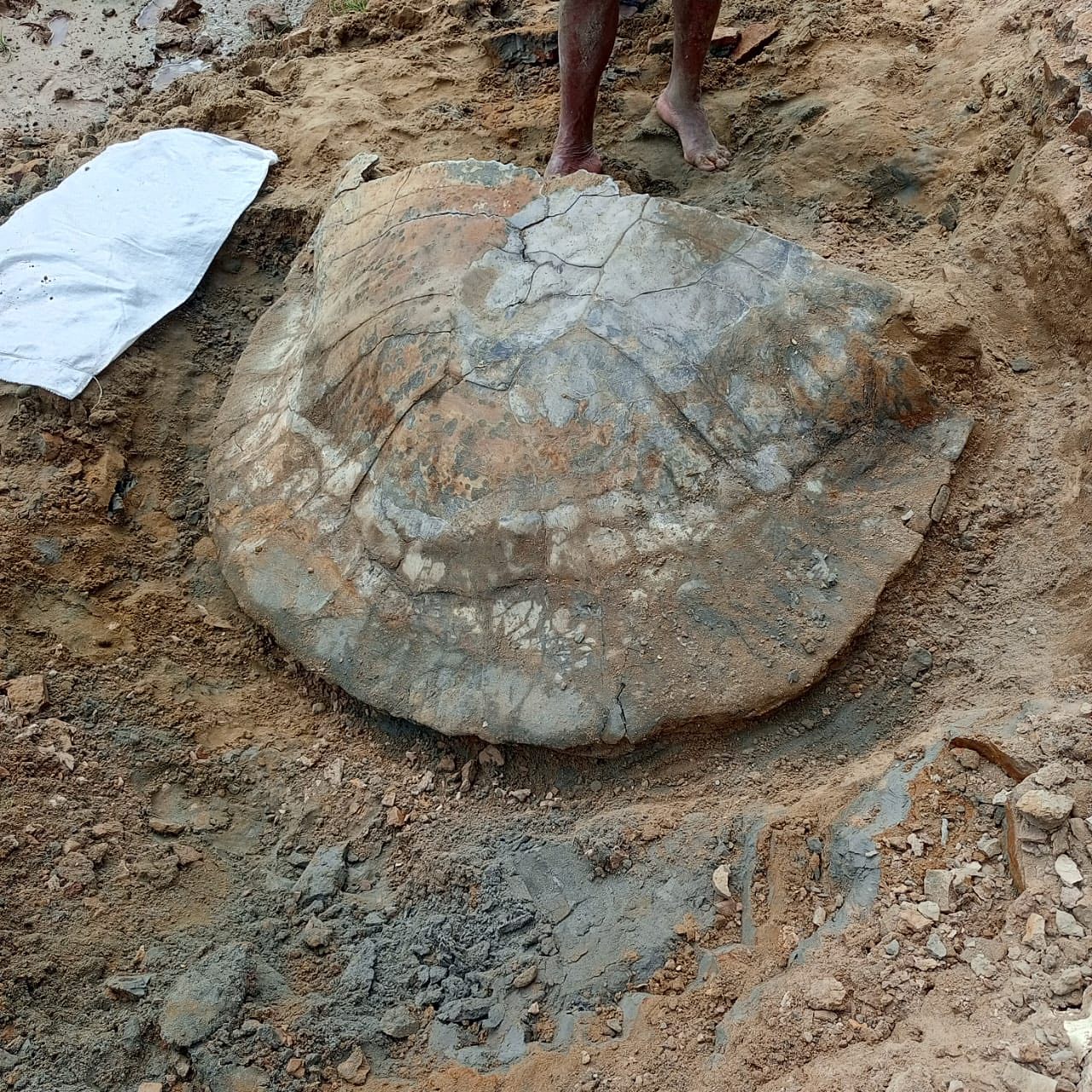 Enormous fossil of turtle that walked the Earth nine million years ago ...