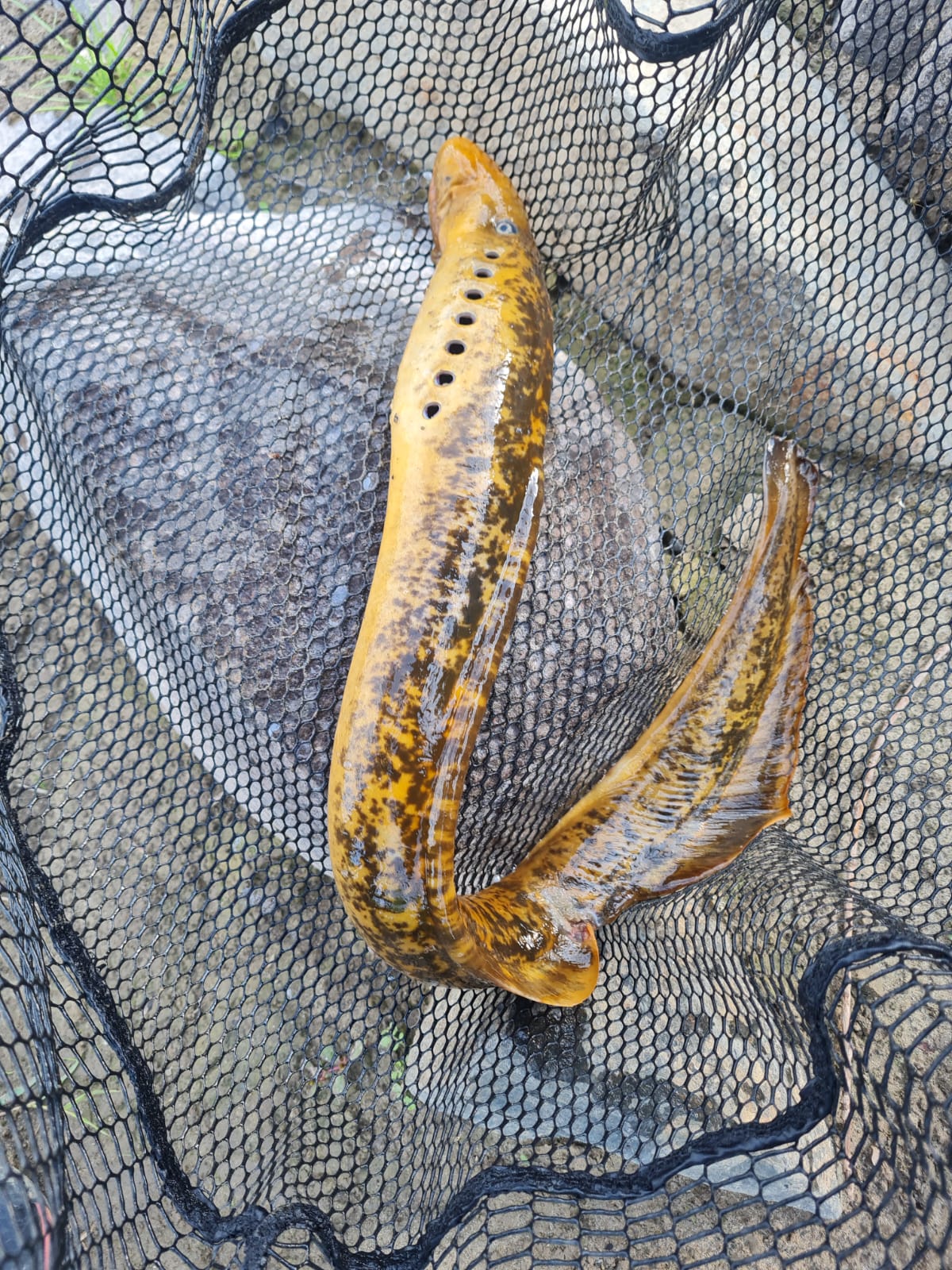 Fisherman shocked when he reels in rare 'vampire fish' that looks like ...