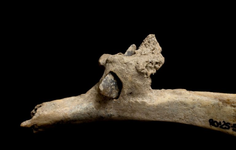 Crime solved after 4,000 years as arrowhead in human rib confirms ...