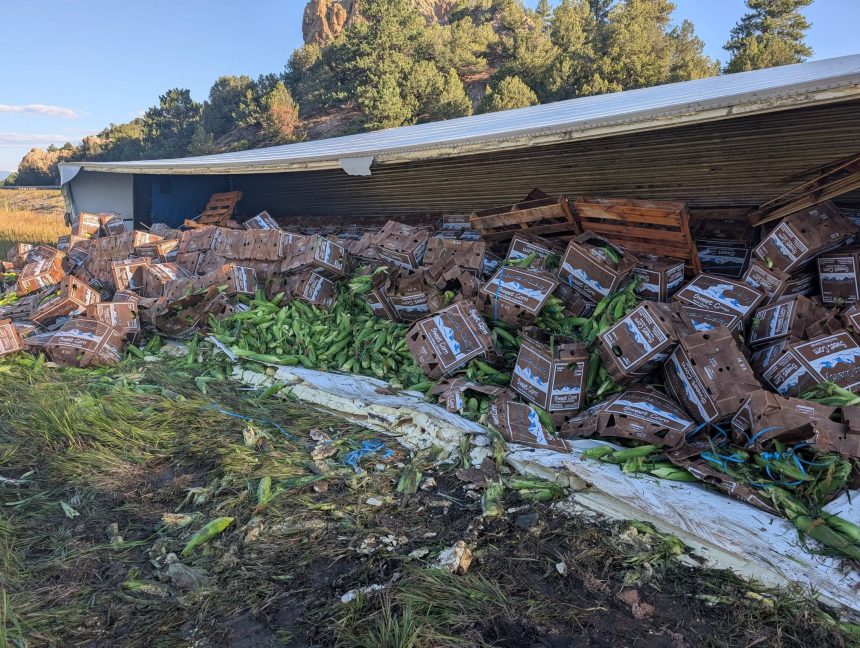 Police give away corn on the cob after lorry spills load | Need To Know