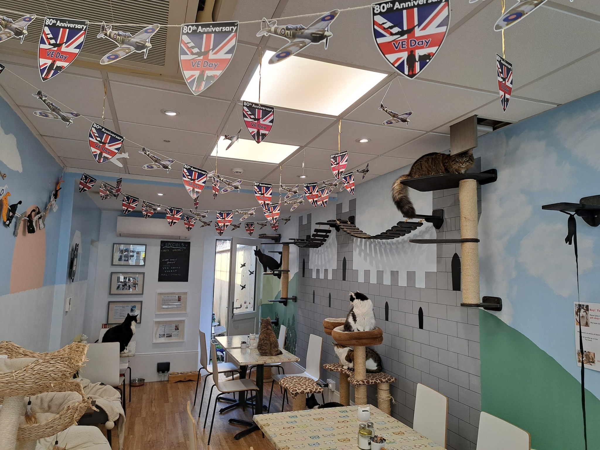 Beloved cat cafe forced to close after seven years due to rising costs ...