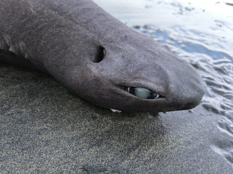 Bizarre deep-sea dragon shark washes up on tourist beach | Need To Know