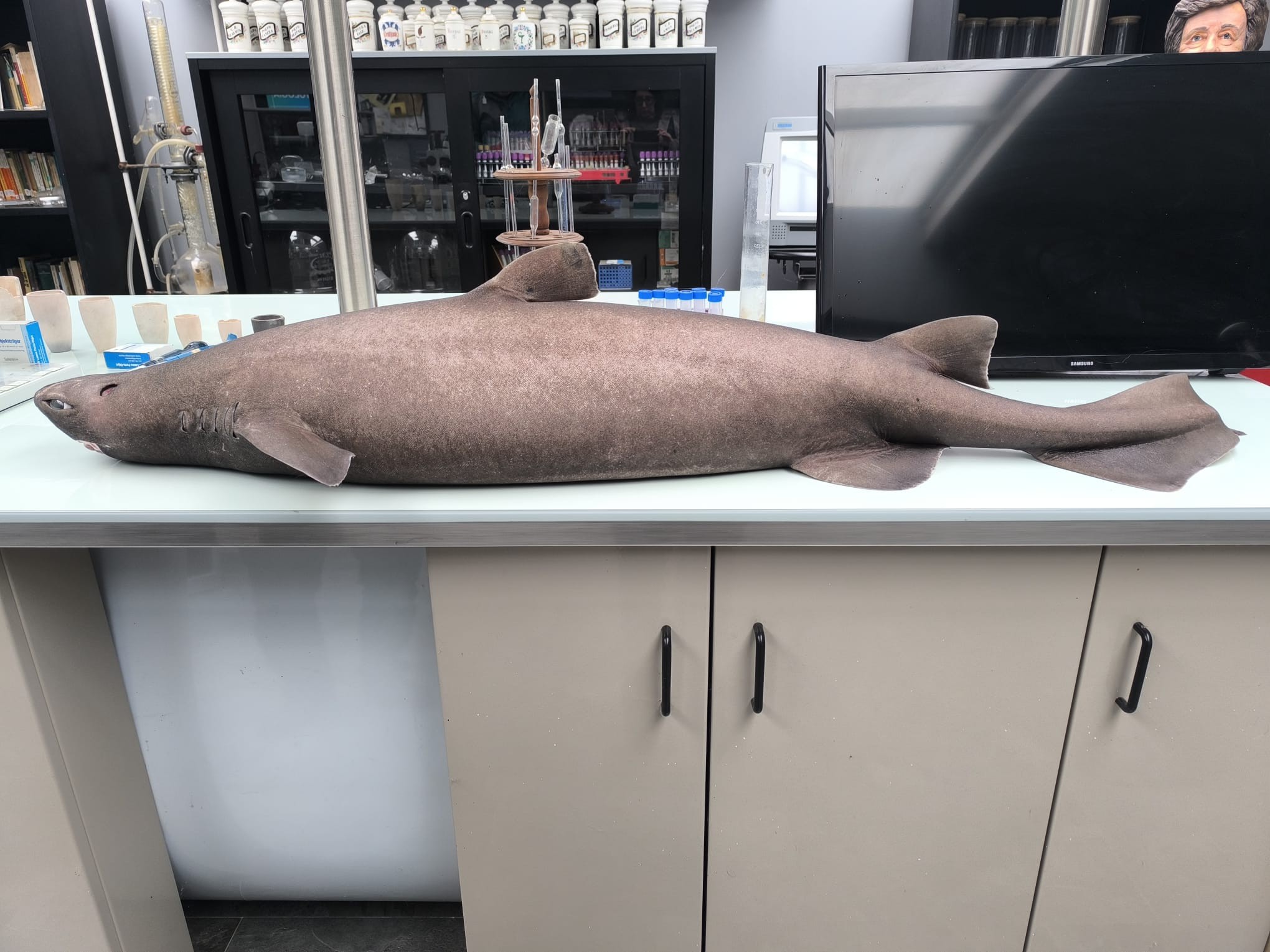 Bizarre deep-sea dragon shark washes up on tourist beach | Need To Know