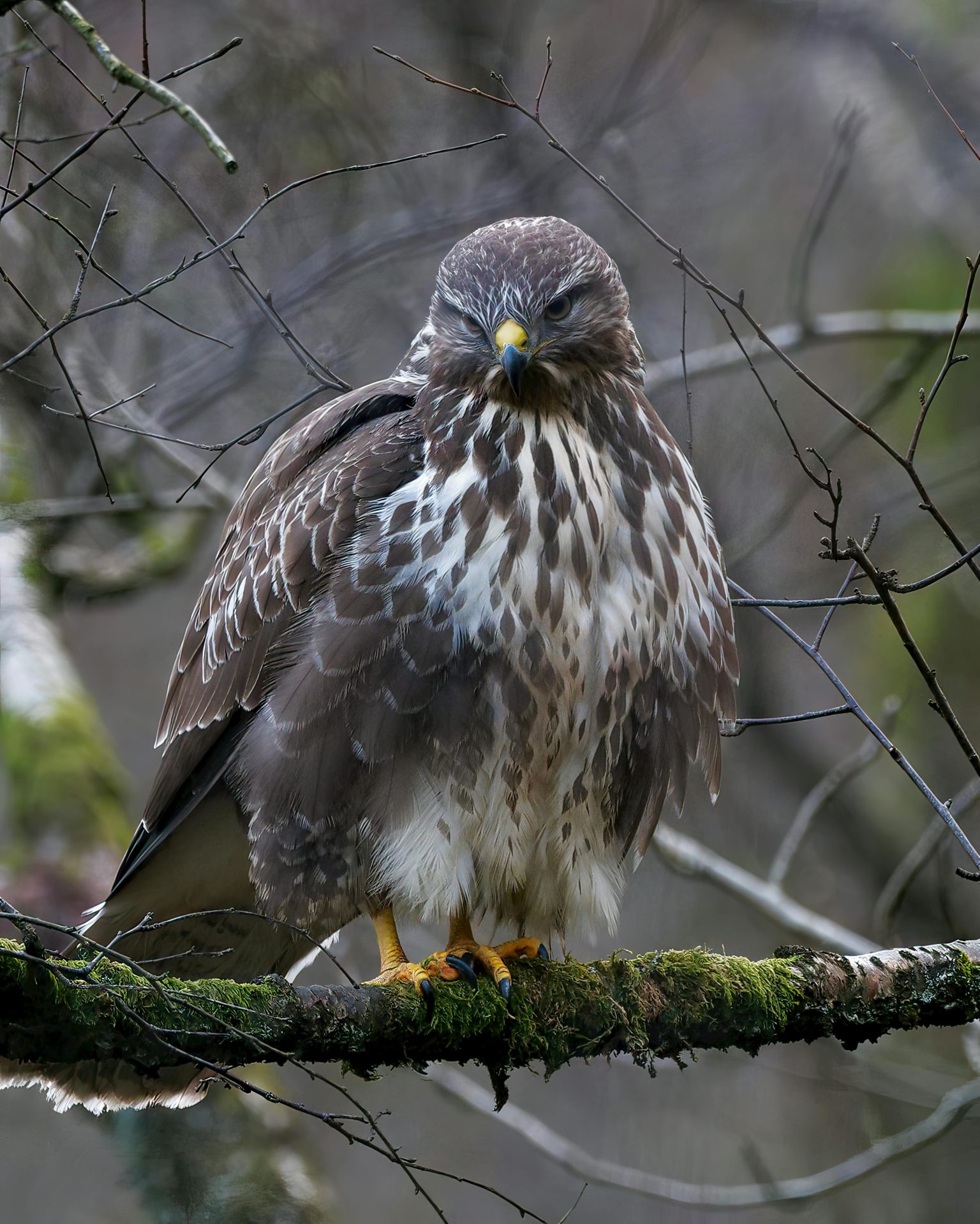 Gamekeeper caught on spy cam beating wild bird of prey to death | Need ...