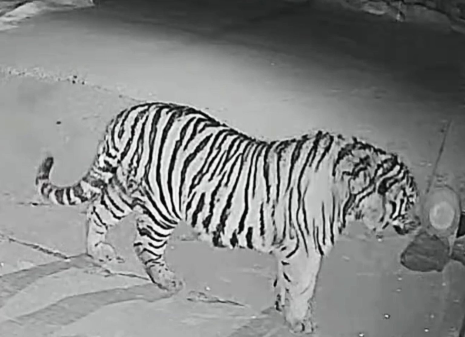 Giant tiger storms village and eats pet dog ‘down to bones’ | Need To Know