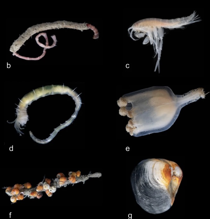 Incredible deep sea oasis discovered 2.5 miles below Arctic Ocean ...