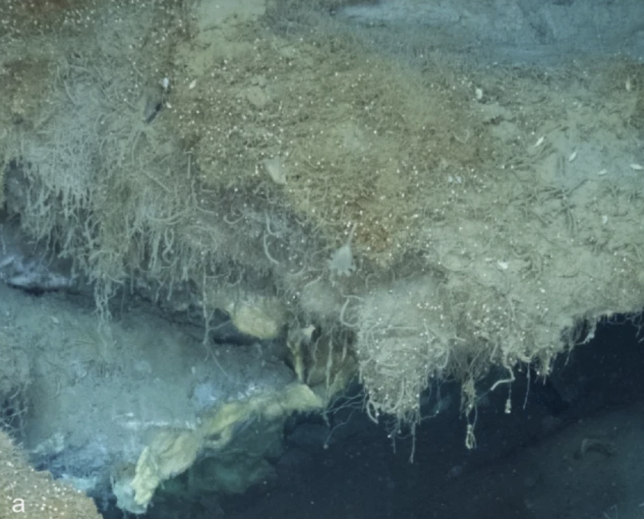 Incredible deep sea oasis discovered 2.5 miles below Arctic Ocean ...