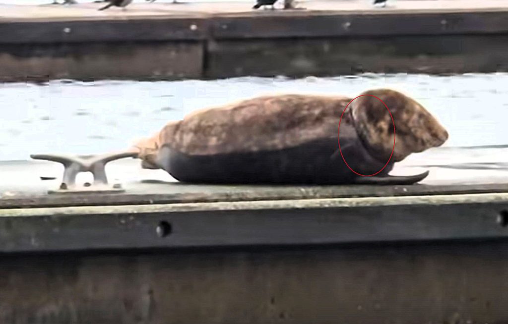 Poor seal facing slow and agonising death as fishing line gradually ...