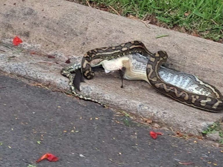 Python devours BAT in garden as shocked homeowner looks on | Need To Know