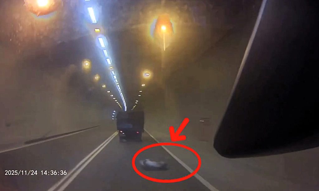 Live pigs fall out of truck in motorway tunnel as drivers swerve to ...