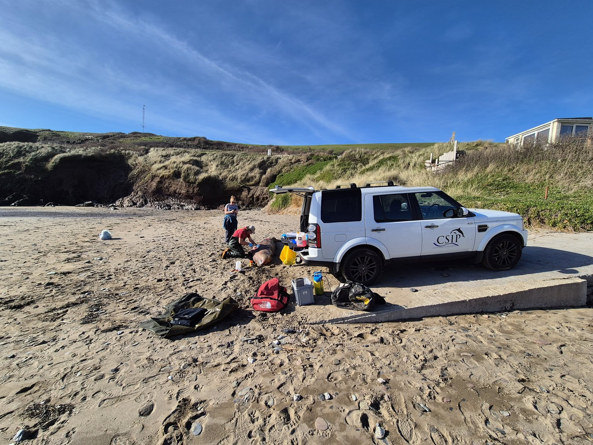 Youngest sperm whale ever seen in England and Wales found dead on ...