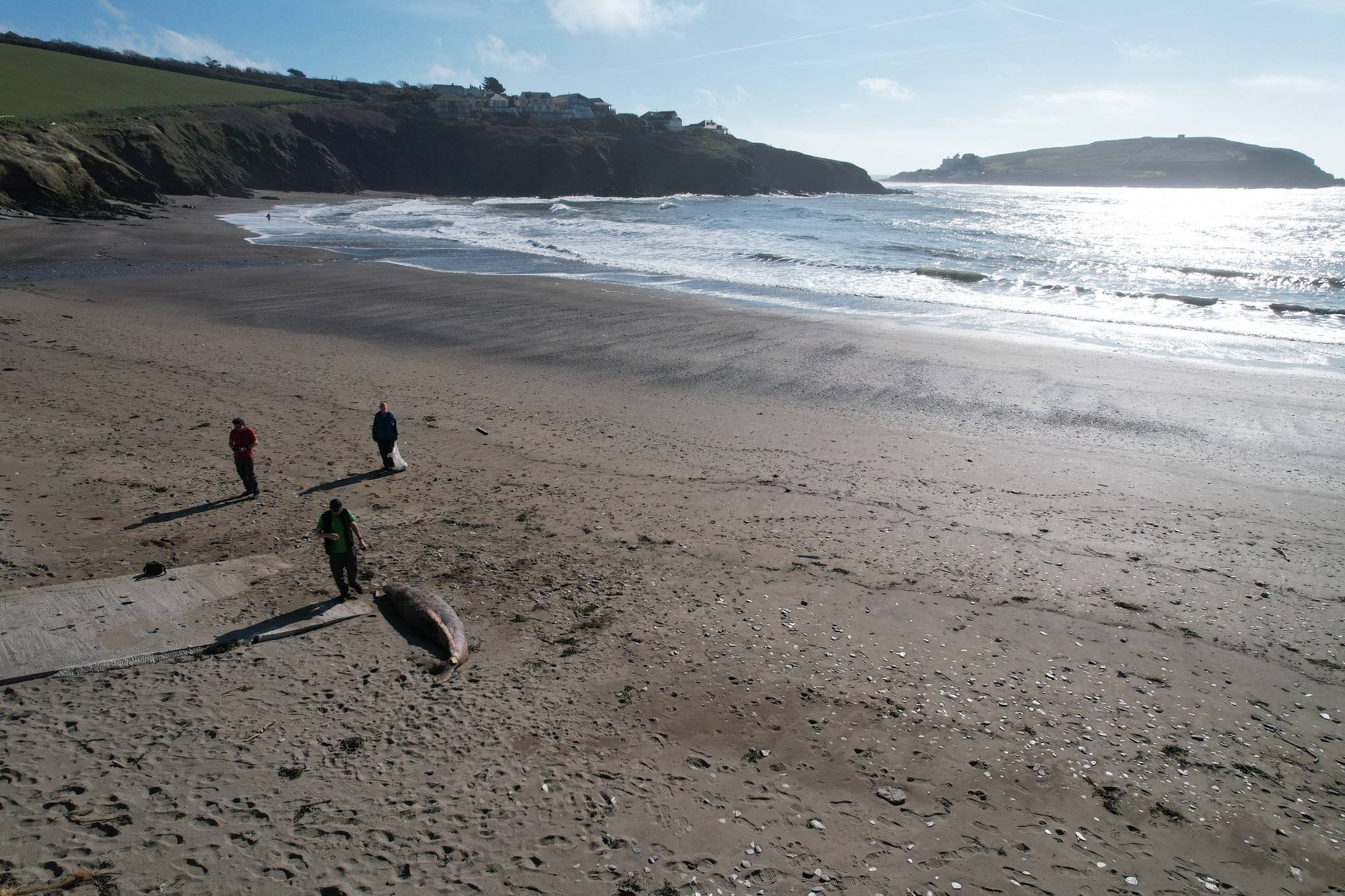 Youngest sperm whale ever seen in England and Wales found dead on ...