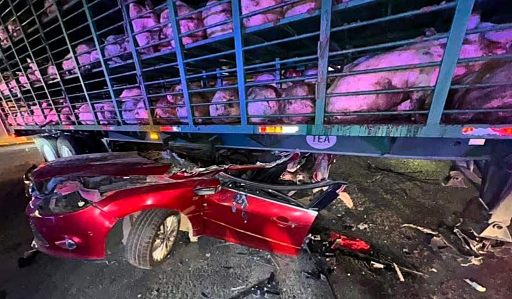 Speeding driver's car split in half by lorry full of pigs | Need To Know