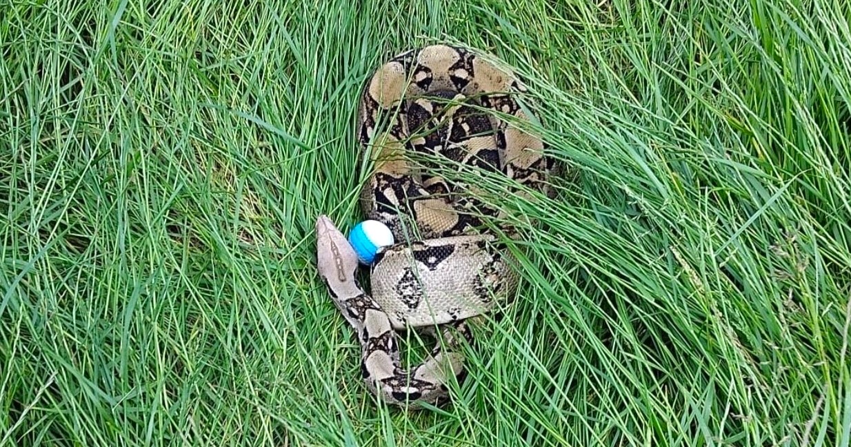 Junior golfers stunned after ball lands next to six-foot BOA ...